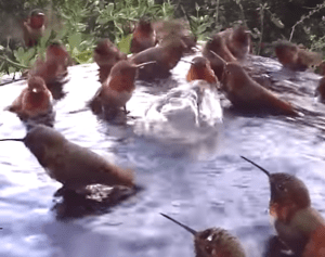 30 Hummingbirds gather around for a pool party