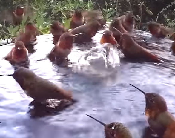 30 Hummingbirds gather around for a pool party