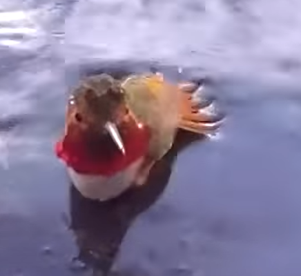 30 Hummingbirds gather around for a pool party
