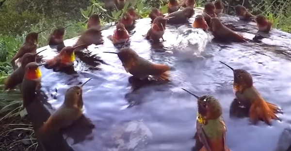 30 Hummingbirds gather around for a pool party
