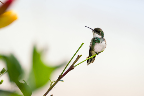 30 Hummingbirds gather around for a pool party