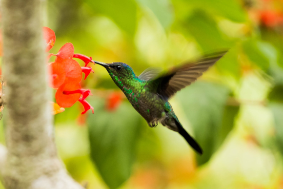 30 Hummingbirds gather around for a pool party