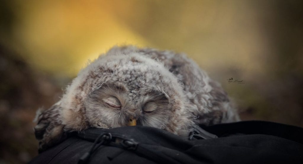 Some owls sleep face down and these 30 funny photos show what it looks like