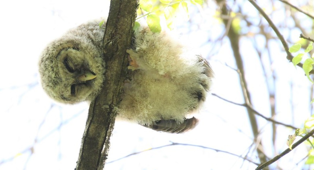 Some owls sleep face down and these 30 funny photos show what it looks like