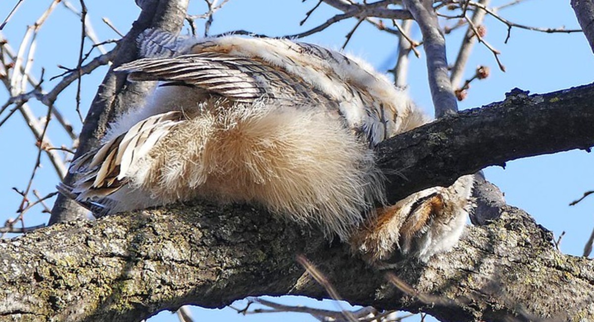 Some owls sleep face down and these 30 funny photos show what it looks like