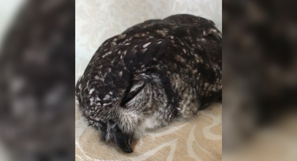 Some owls sleep face down and these 30 funny photos show what it looks like