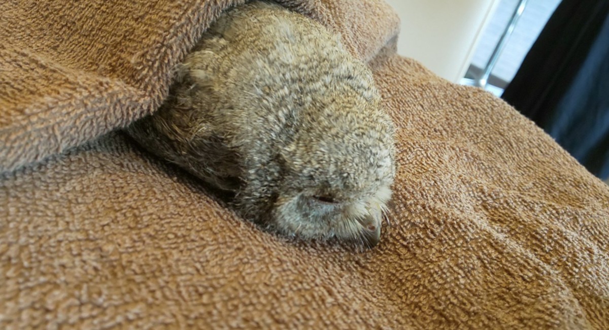 Some owls sleep face down and these 30 funny photos show what it looks like