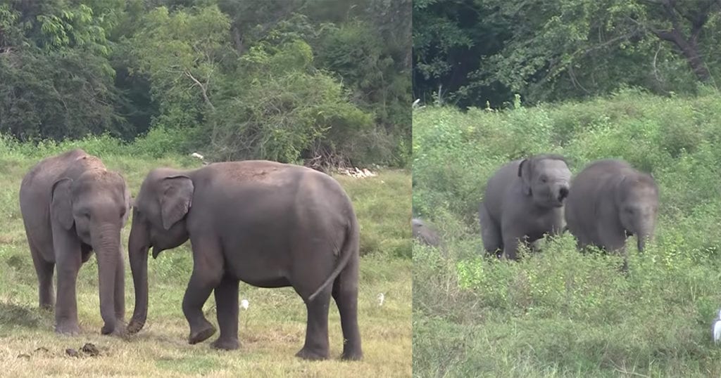 Footage captures cute baby elephants during playtime