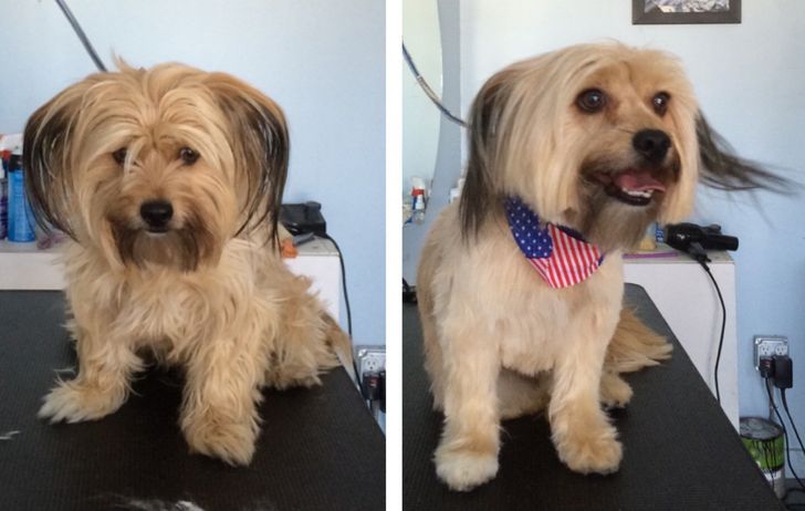 30 Adorable Dogs With Human-Like Haircuts