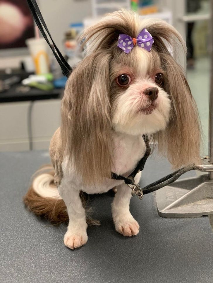 30 Adorable Dogs With Human-Like Haircuts
