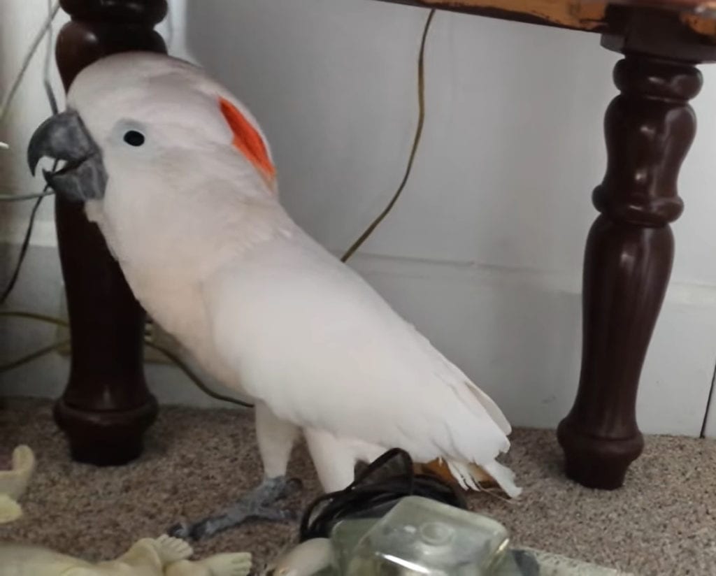 Funny cockatoo tries to be invisible when owner mentions vet visit