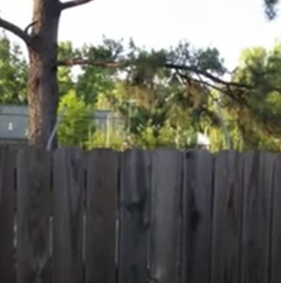 Hilarious “Nosy Neighbor” Is Caught Looking Over Fence