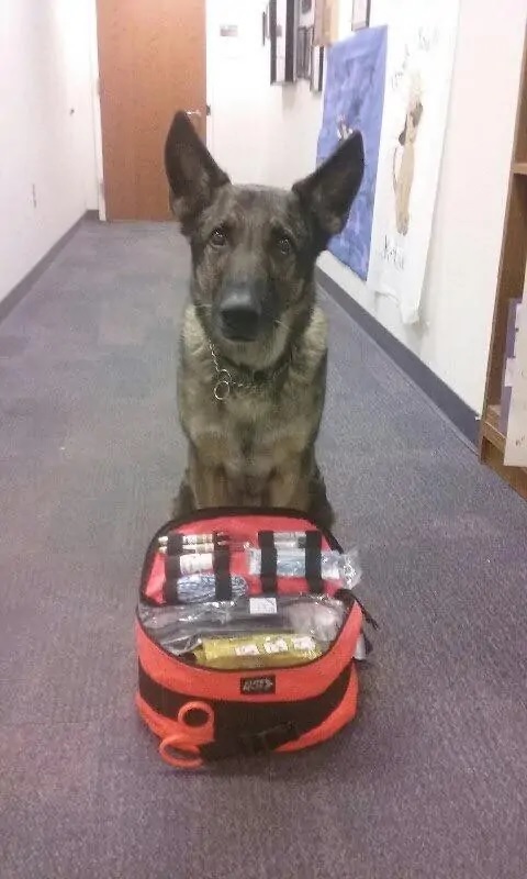 K9 dog refuses to work until he receives belly rubs