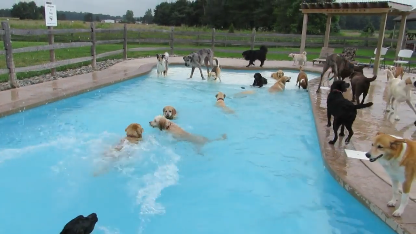 Dogs throw epic pool party