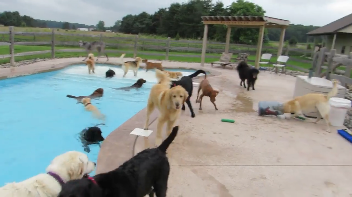 Dogs throw epic pool party