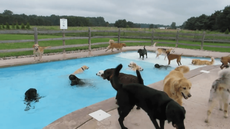 Dogs throw epic pool party