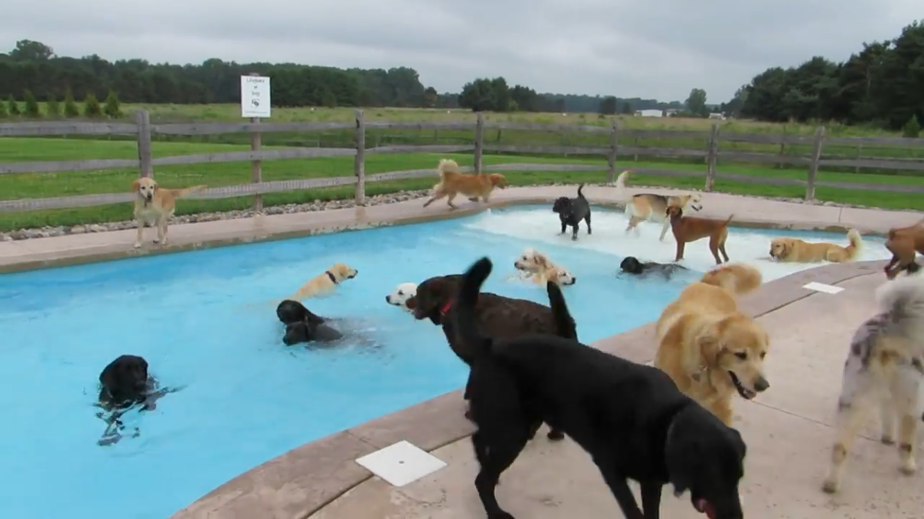 Dogs throw epic pool party