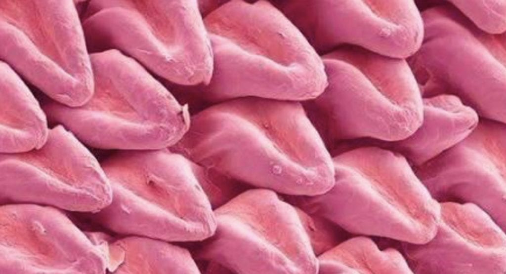 30 Normal things that look out of this world under a microscope