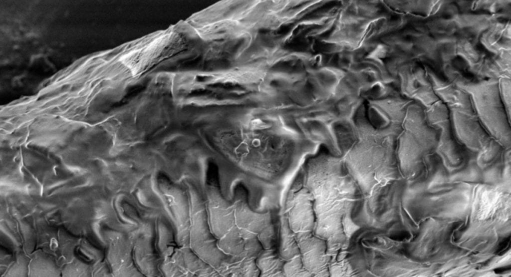 30 Normal things that look out of this world under a microscope