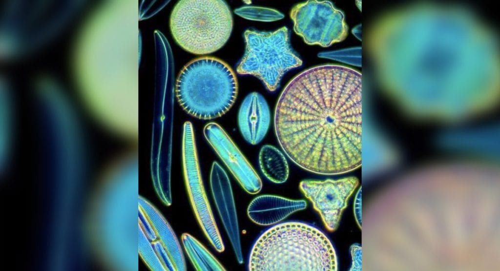 30 Normal things that look out of this world under a microscope