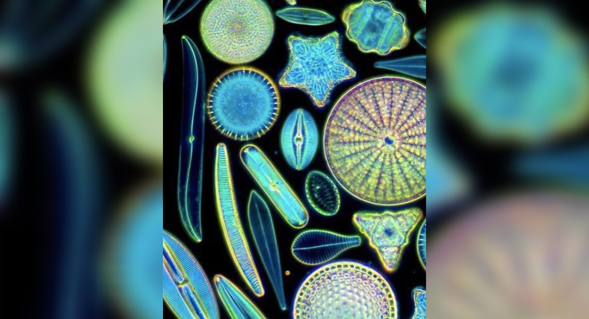 30 Normal things that look out of this world under a microscope