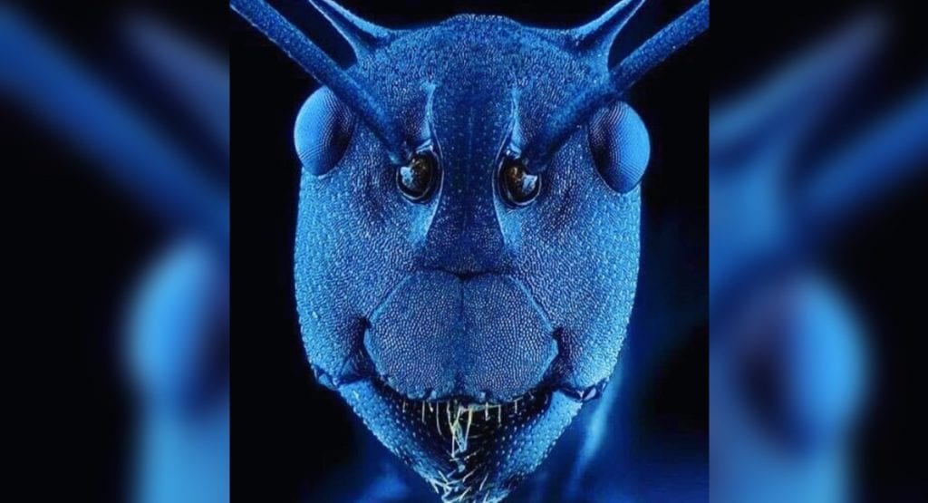 30 Normal things that look out of this world under a microscope