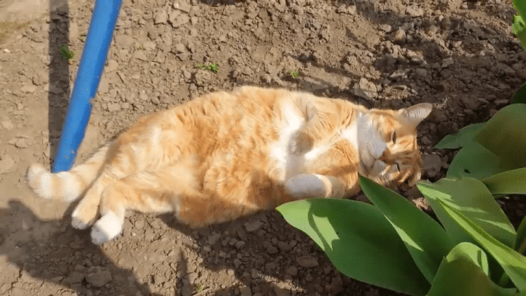 Gorgeous video footage captures sweet cat entertaining herself in the ...