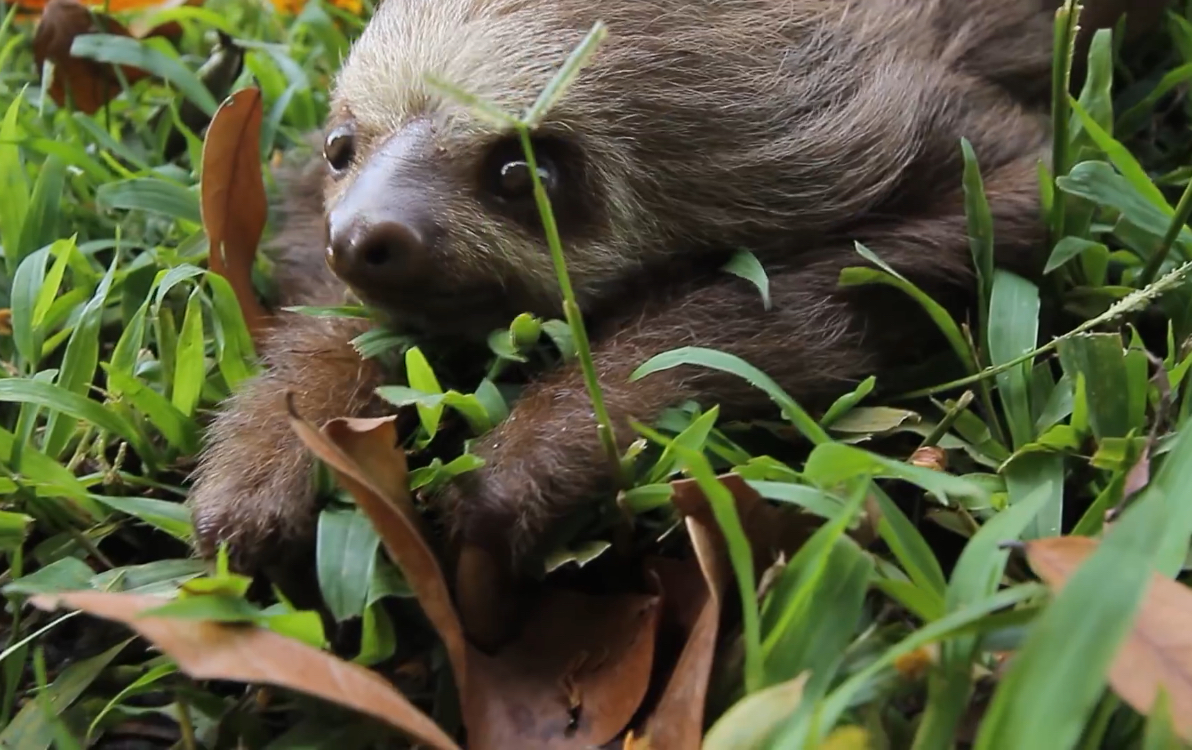 Wild sloth chases cameraman