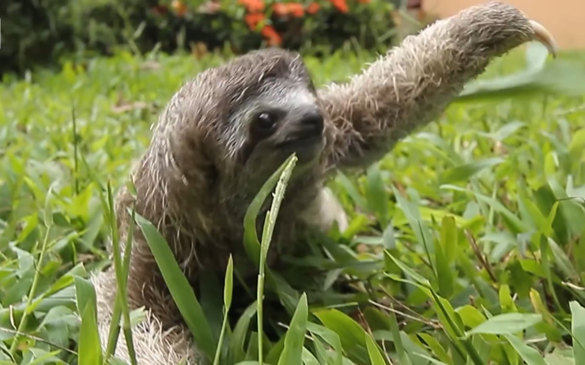 Wild sloth chases cameraman