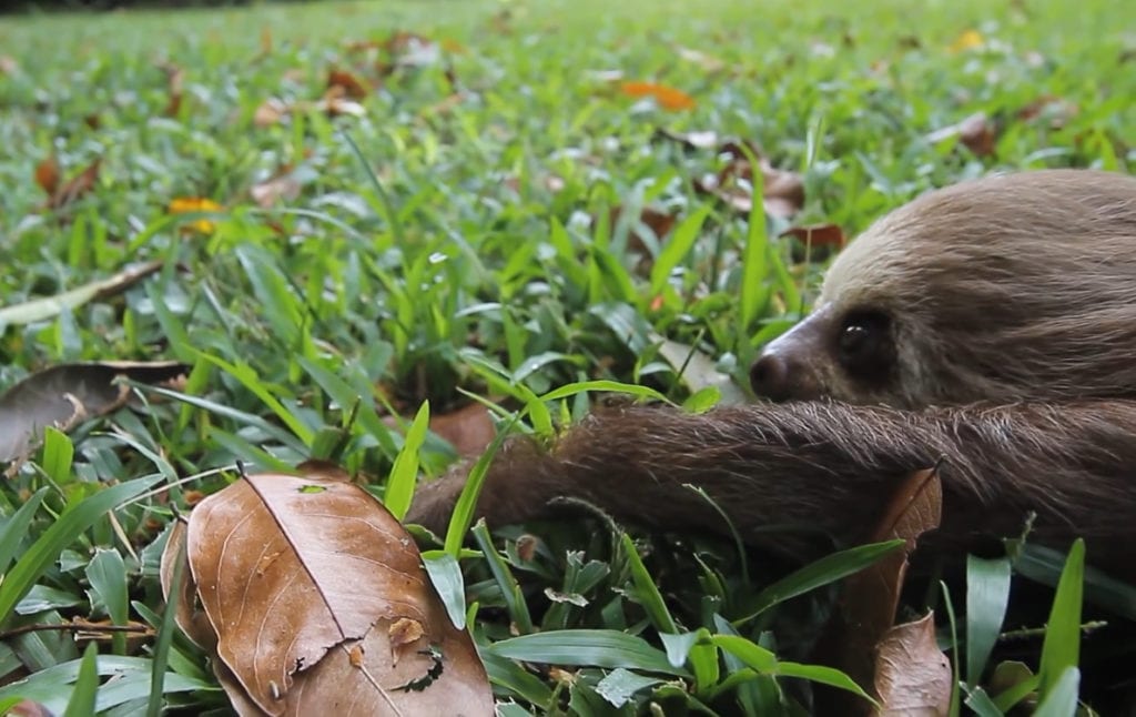 Wild sloth chases cameraman