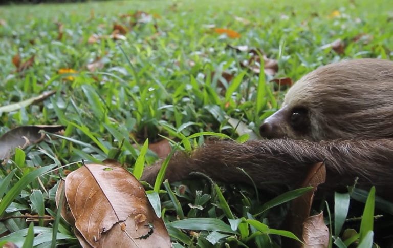 Wild sloth chases cameraman