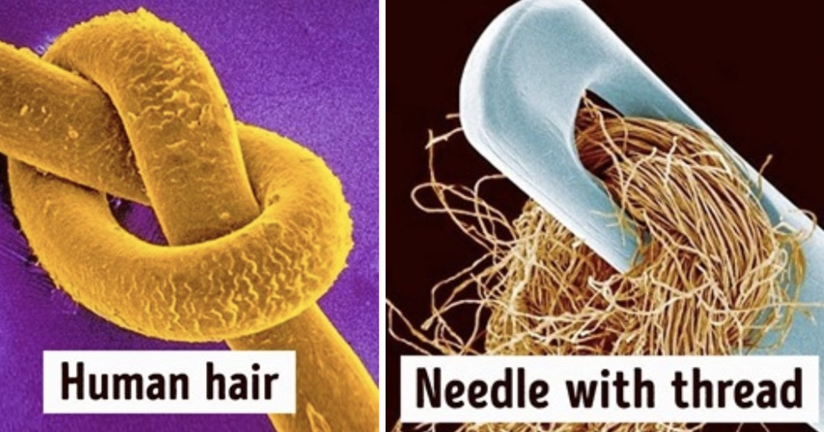 30 Normal things that look out of this world under a microscope