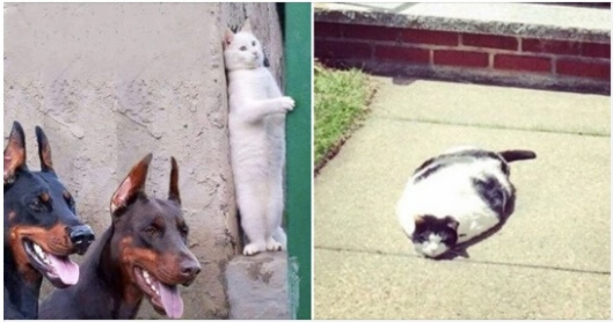 50 Cats Caught On Camera Being Ridiculously Hilarious
