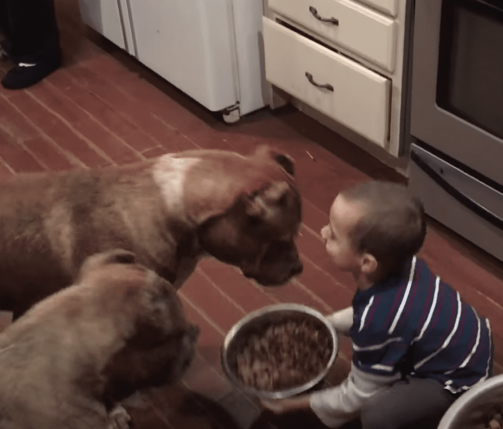 Four-Year-Old Boy Feeds Four Pit Bulls And Himself