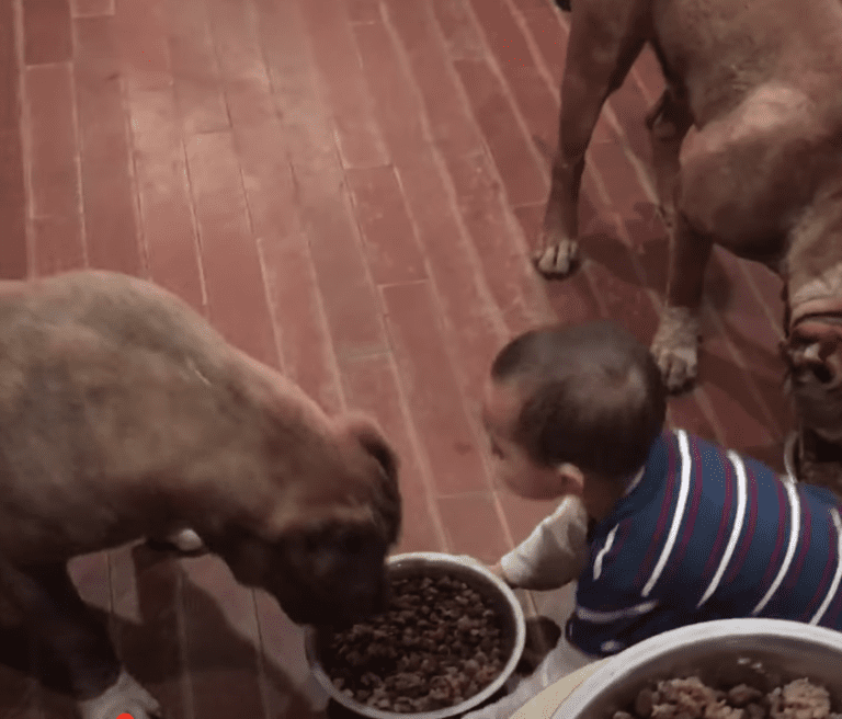 Four-Year-Old Boy Feeds Four Pit Bulls And Himself