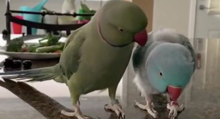 Funny parrot brothers have a conversation