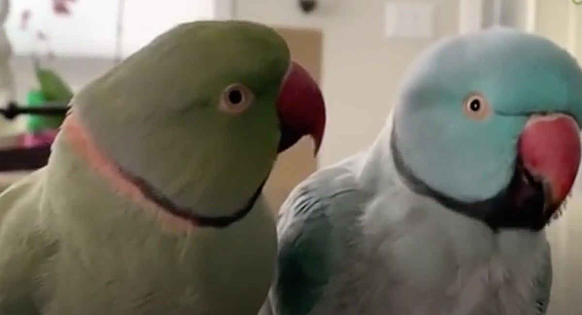Funny parrot brothers have a conversation