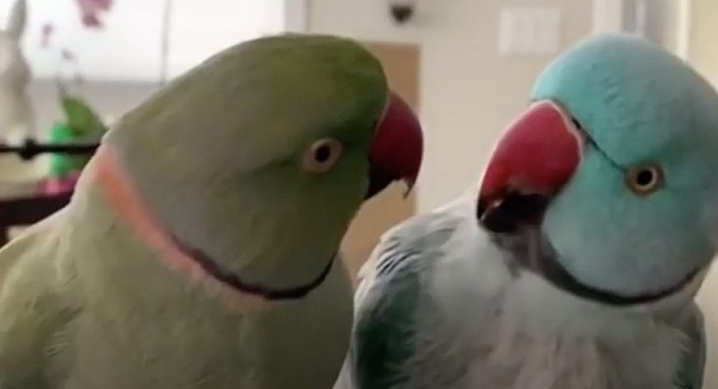 Funny parrot brothers have a conversation