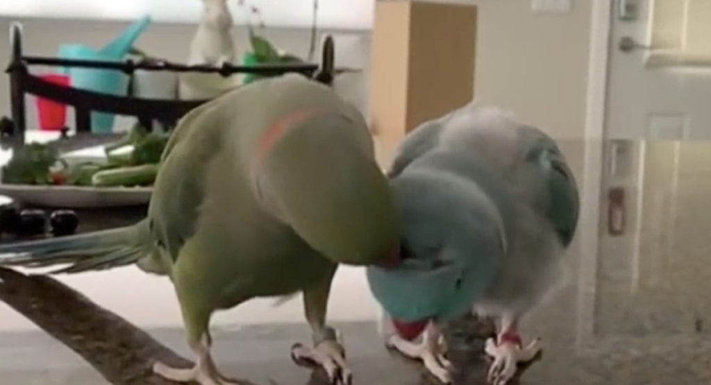 Funny parrot brothers have a conversation