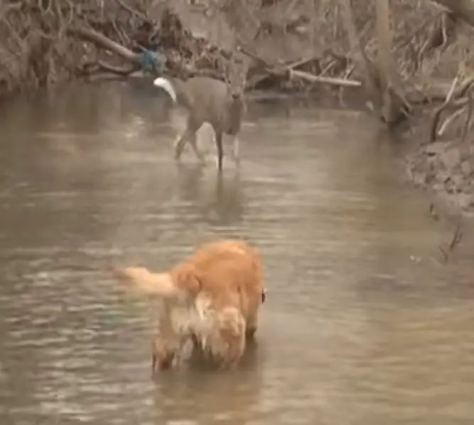 As dog approaches, deer’s antics earn over 5.6 million views
