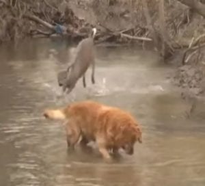 As dog approaches, deer’s antics earn over 5.6 million views