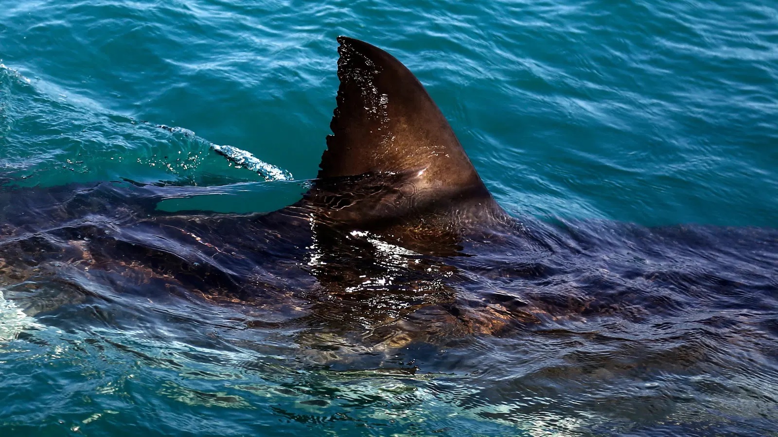 Florida surfer expertly avoids three sharks while testing out GoPro