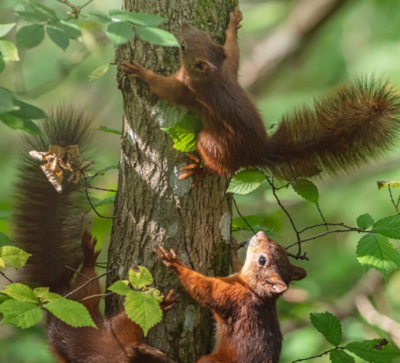 60 Photos that help us remember just how amazing squirrels really are
