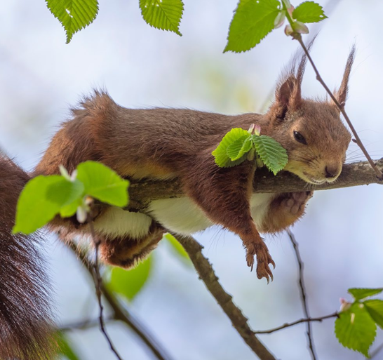60 Photos that help us remember just how amazing squirrels really are
