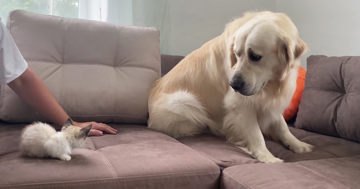 Golden retriever does his very best to ignore adorable kitten