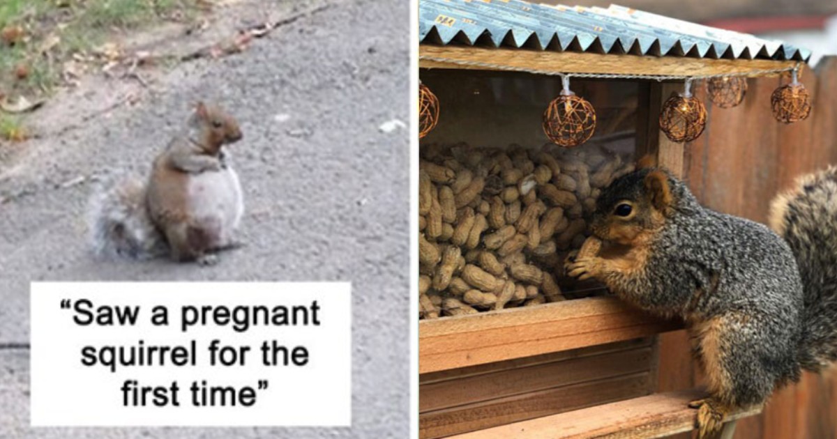 60 Photos that help us remember just how amazing squirrels really are
