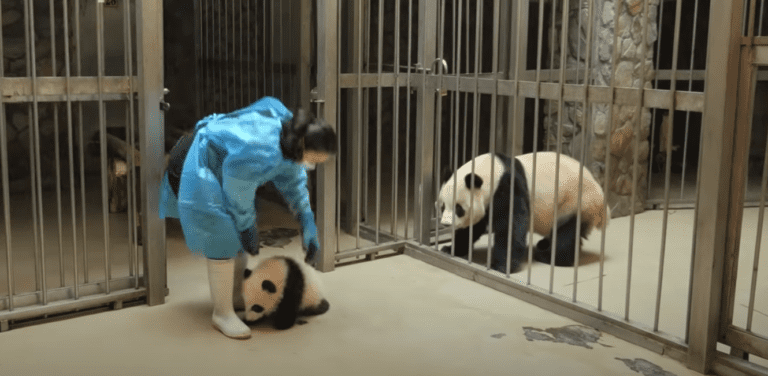 Baby panda adorably in trouble with mom when worker returns him to cage