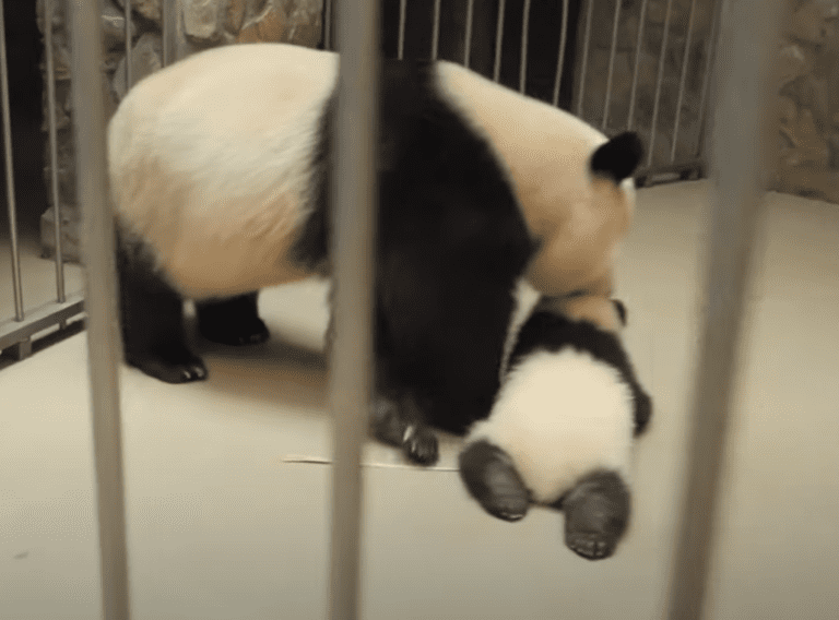 Baby panda adorably in trouble with mom when worker returns him to cage