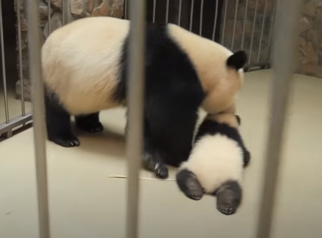 Baby panda adorably in trouble with mom when worker returns him to cage