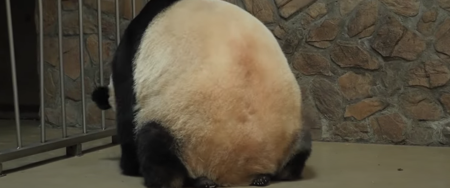 Baby panda adorably in trouble with mom when worker returns him to cage